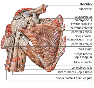 Mięśnie barku Kulturystyka, biceps, barki, dwugłowy ramienia, mięśnie