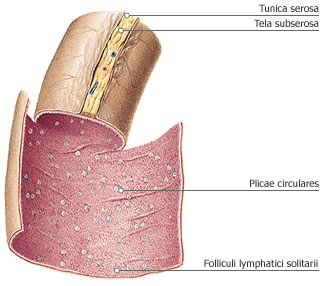 Jelito cienkie akademia-fitness Akademia Fitness, fałdy okrężne, jelito